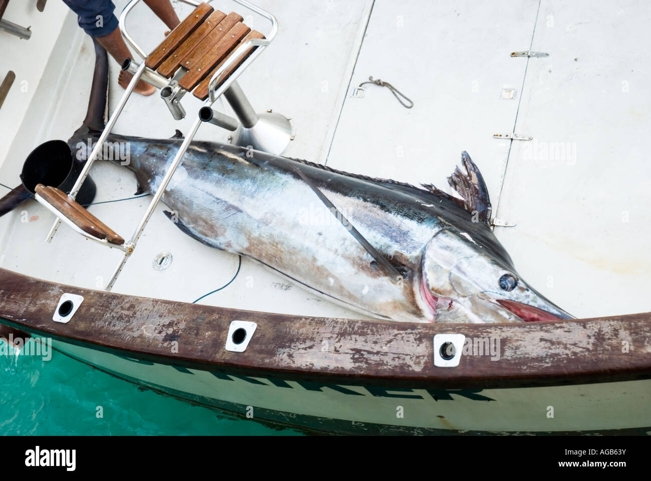 Atlantic blue marlin hi-res stock photography and images - Alamy