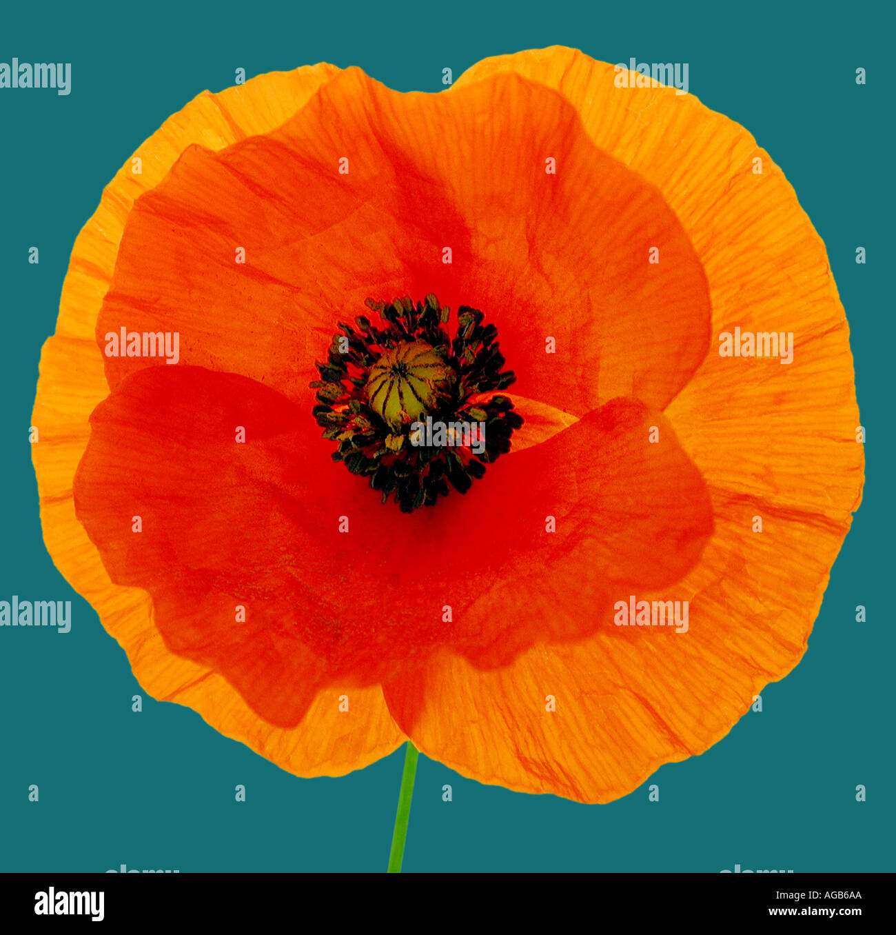 COMMON NAME poppy LATIN NAME papaver rhoeas Stock Photo - Alamy