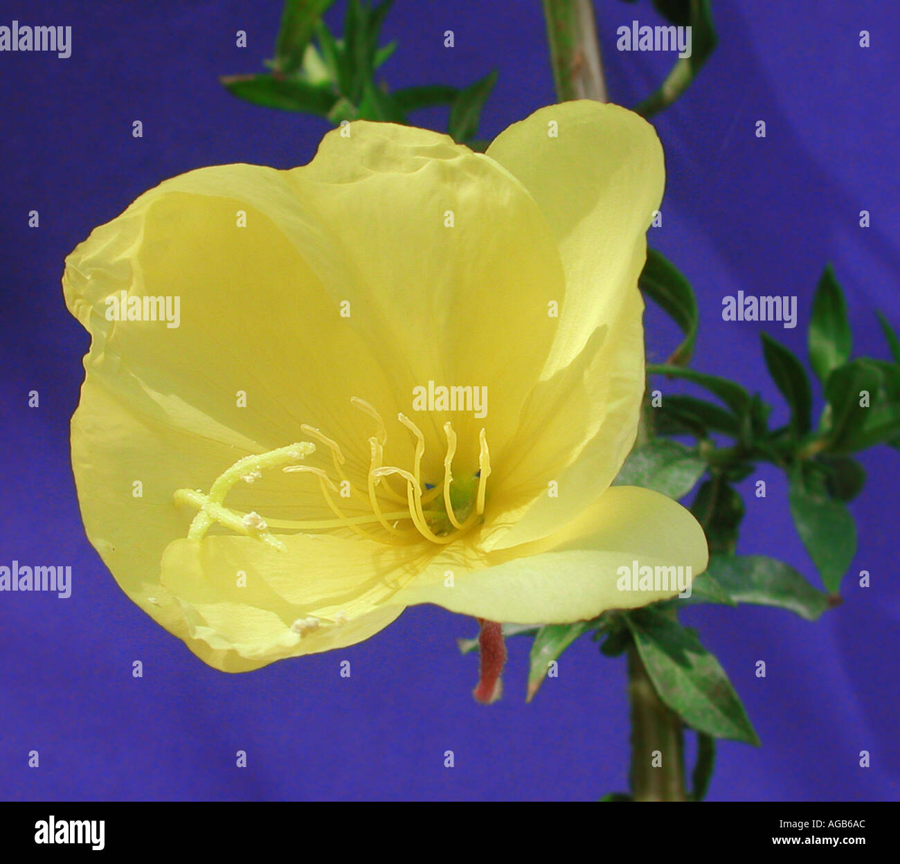 COMMON NAME evening primrose LATIN NAME oenothera biennis Stock Photo ...