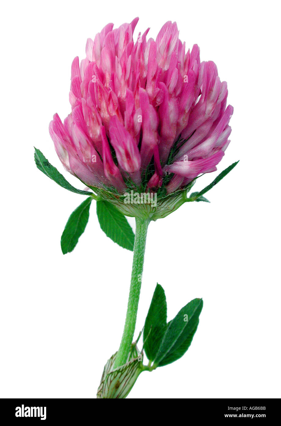 Bloom clover flowers Cut Out Stock Images & Pictures - Alamy