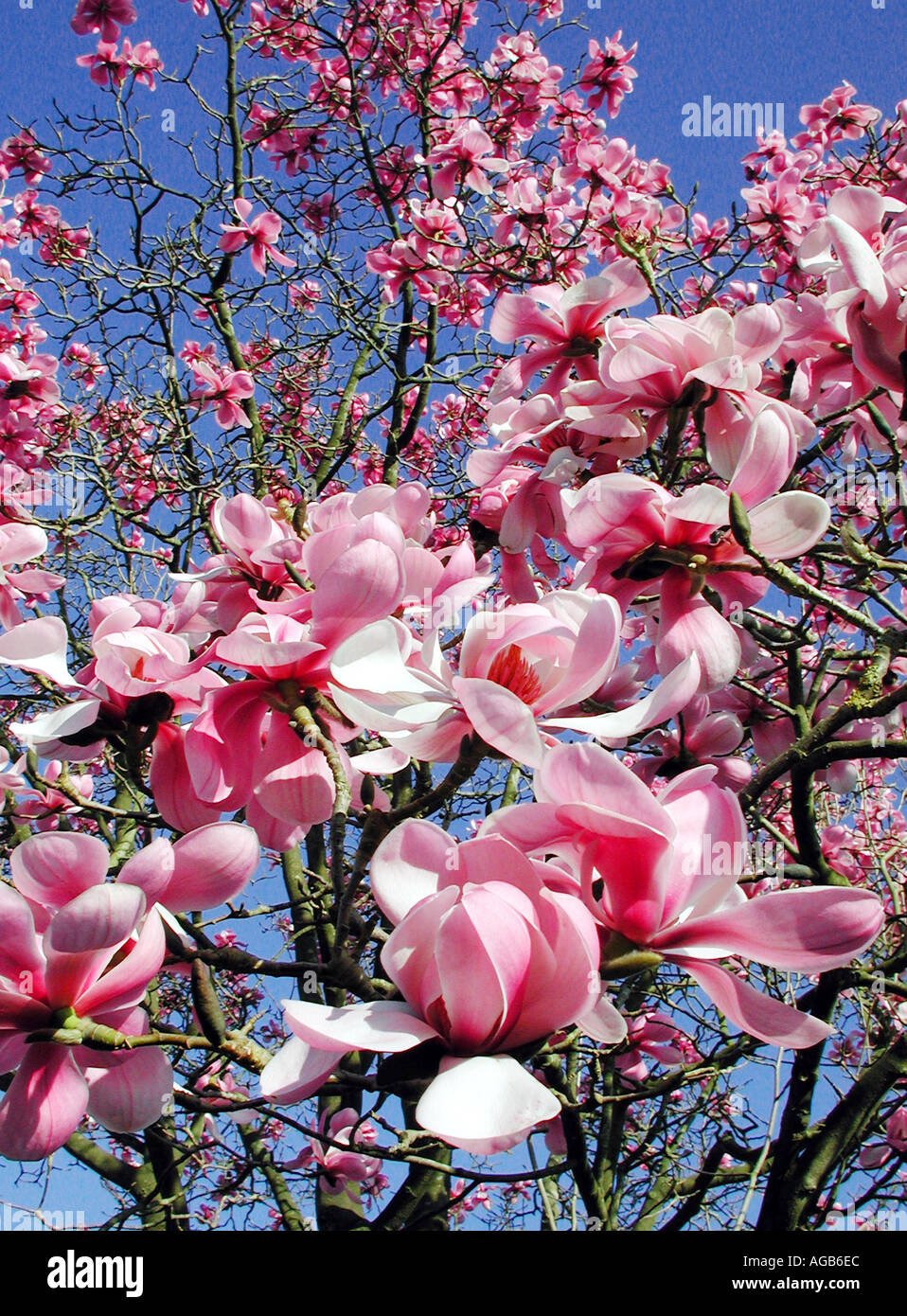 A flowering magnolia tree in spring Stock Photo - Alamy