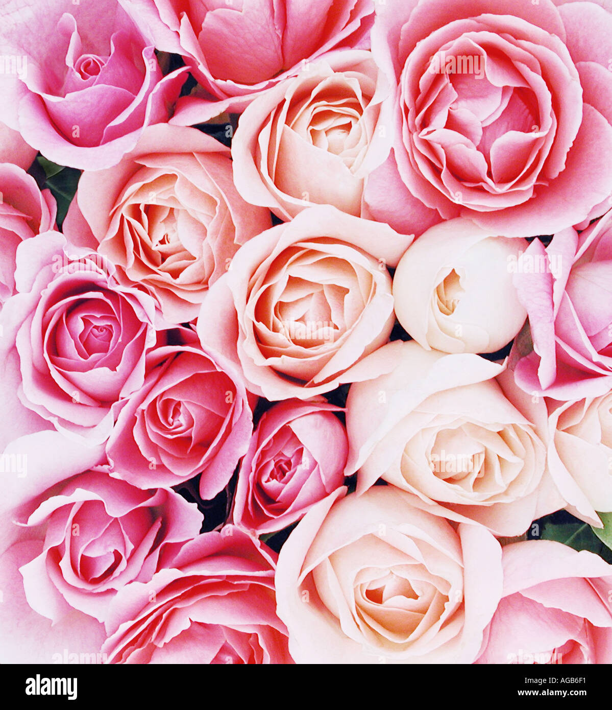 Bunches of pink roses hi-res stock photography and images - Alamy