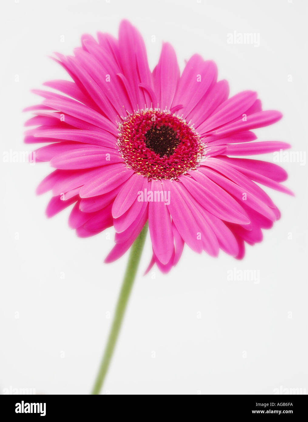 A single gerbera flower on a white background Stock Photo - Alamy