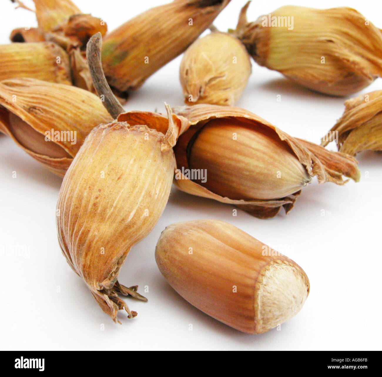 Classic studio shot of hazel nuts Stock Photo - Alamy