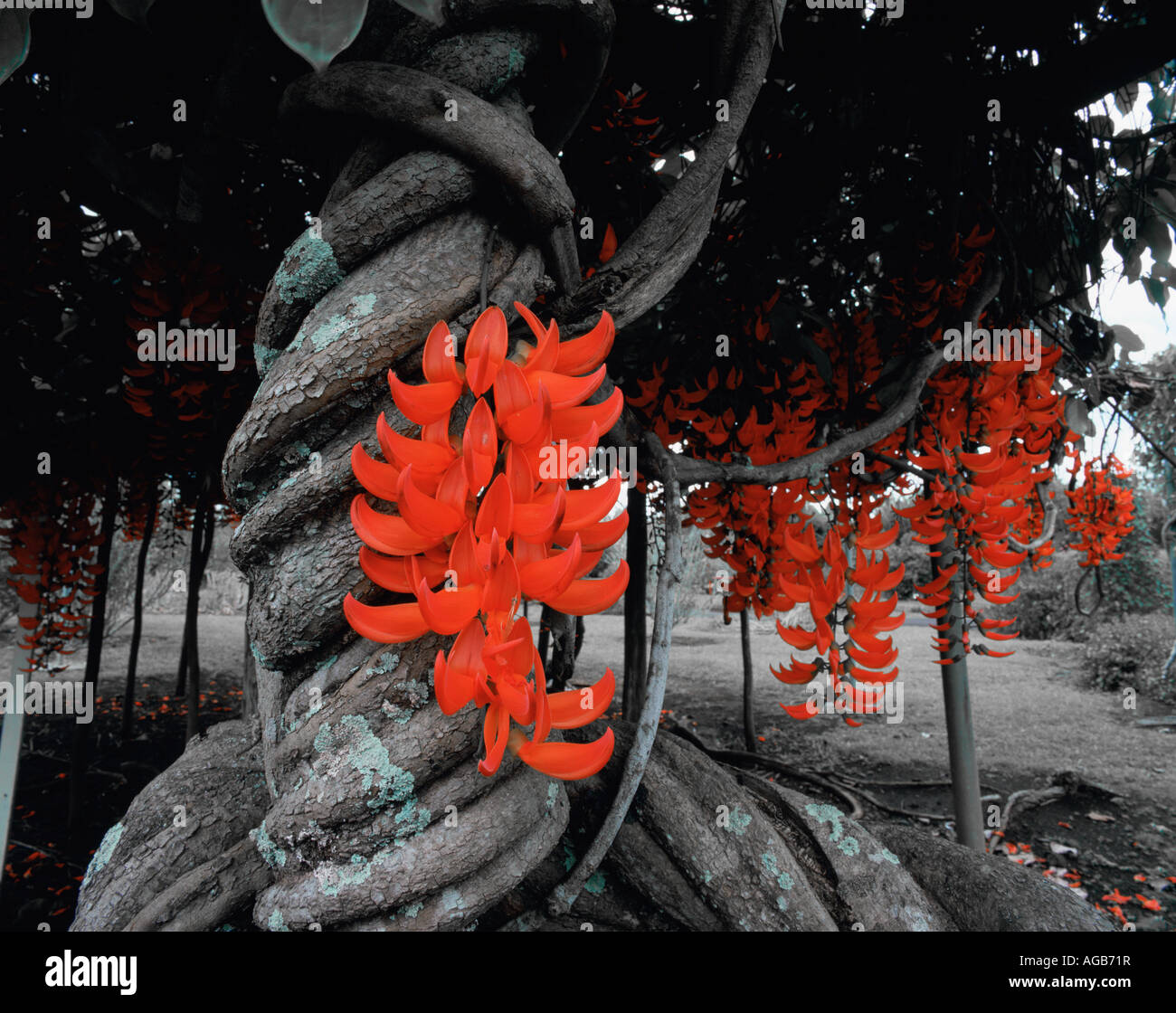 Red Jade plant Stock Photo - Alamy