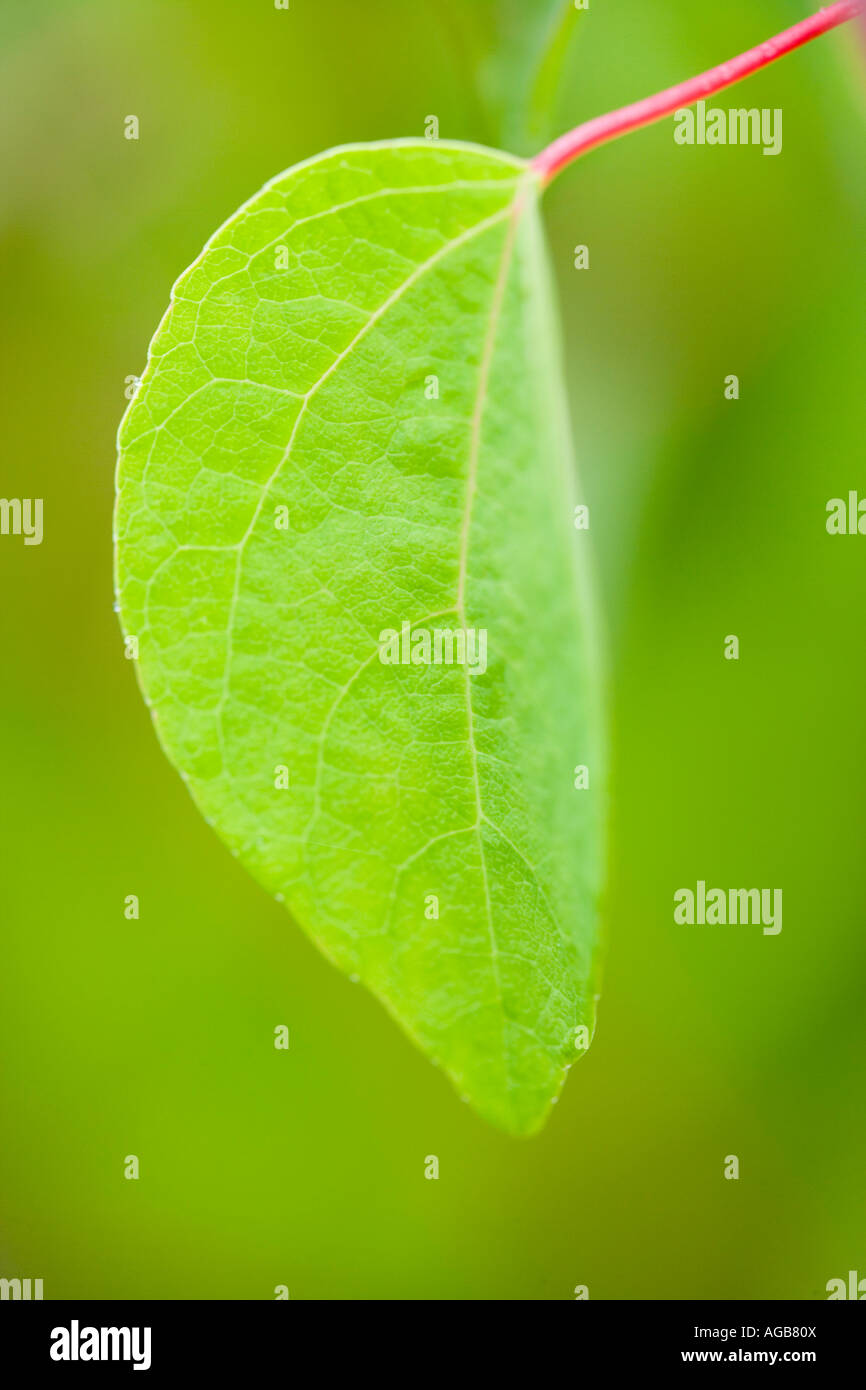 New Leaves of Katsura Tree UK Cercidiphyllum japonicum Stock Photo - Alamy