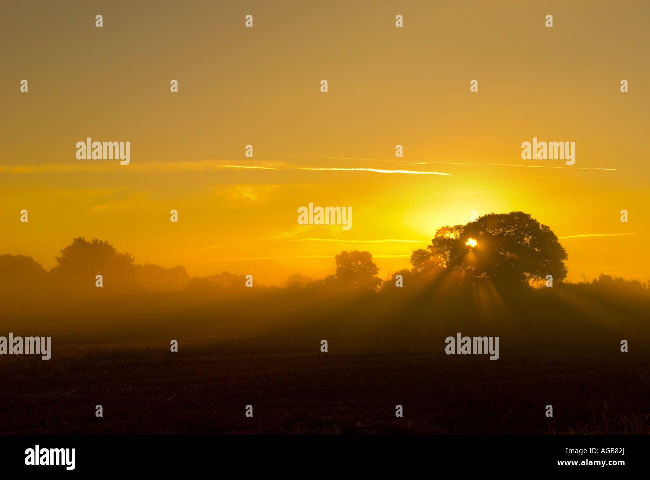 Sun ray with trees hi-res stock photography and images - Alamy