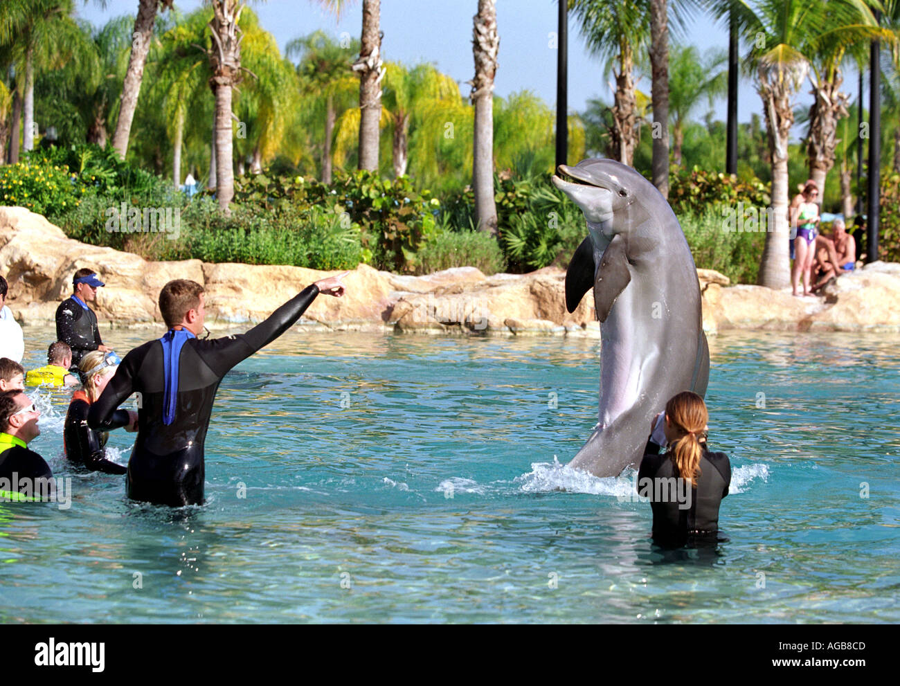 Discovery cove dolphin hi-res stock photography and images - Alamy