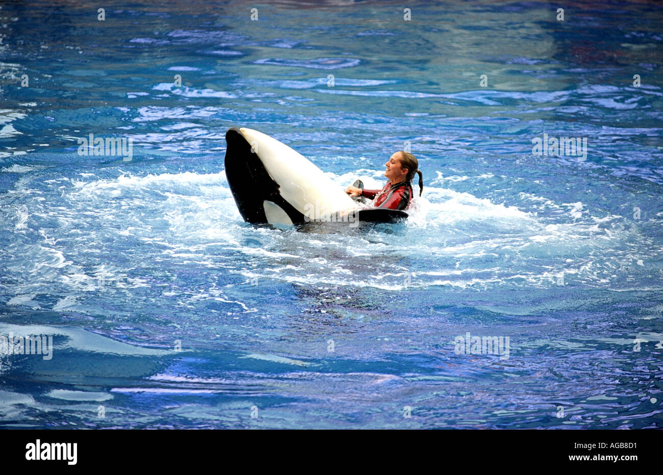 The Shamu Killer Whale show at SeaWorld in Florida USA Stock Photo - Alamy