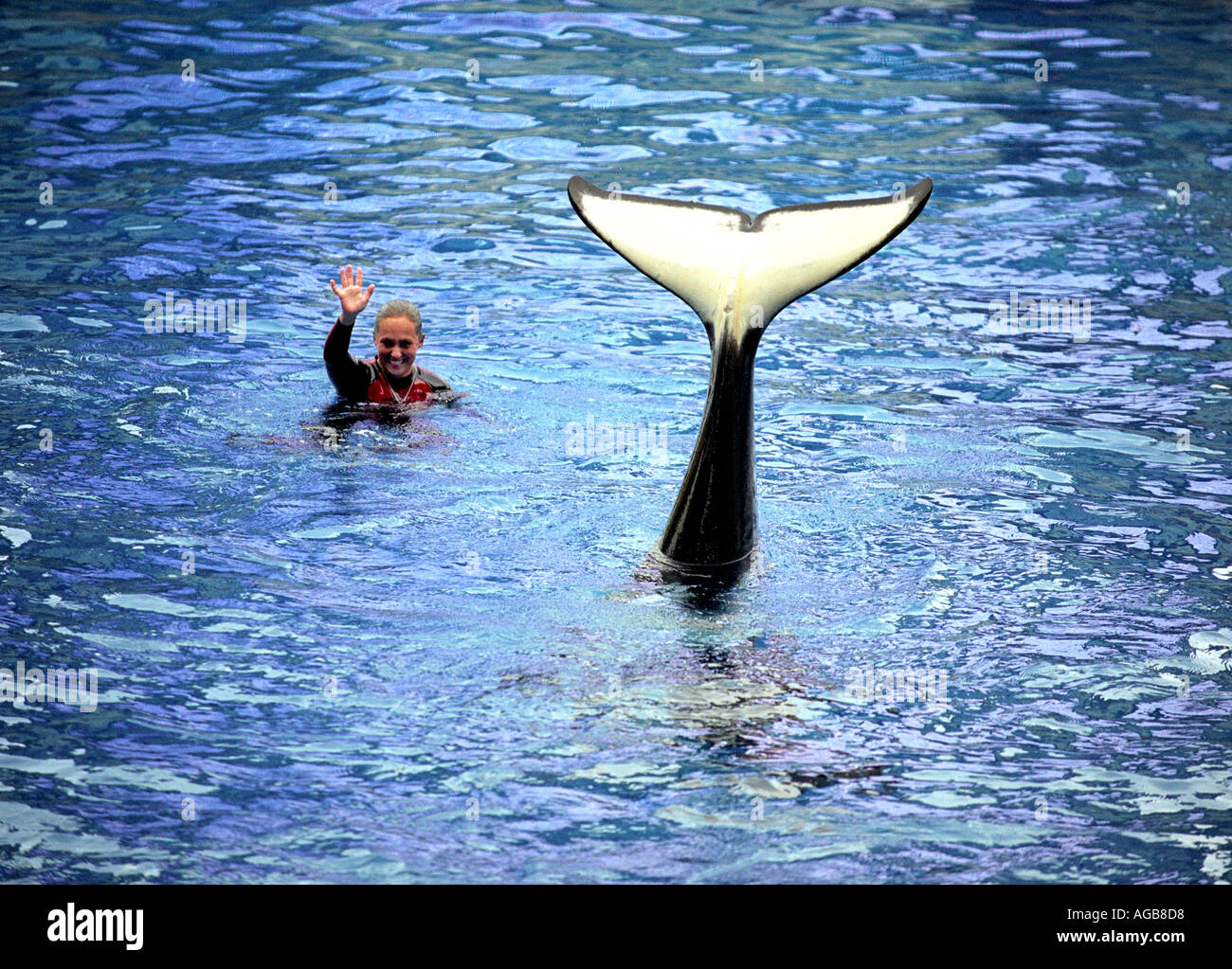 The Shamu Killer Whale show at SeaWorld in Florida USA Stock Photo - Alamy