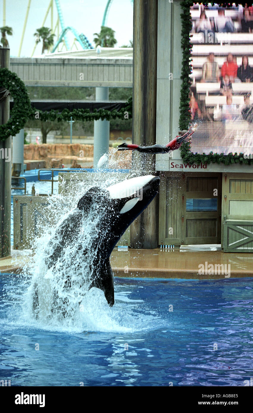 The Shamu Killer Whale show at SeaWorld in Florida USA Stock Photo - Alamy