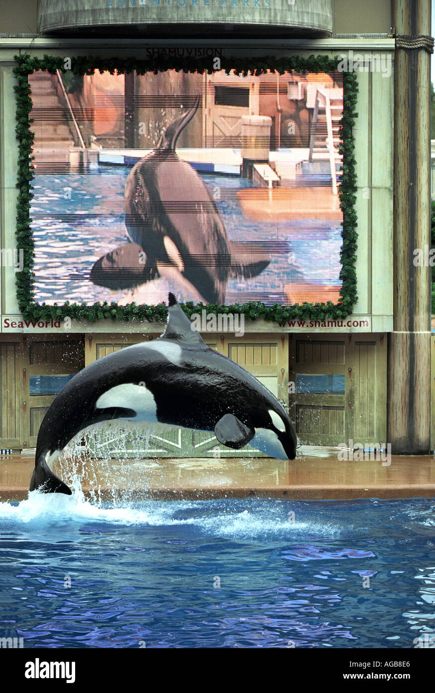 The Shamu Killer Whale show at SeaWorld in Florida USA Stock Photo - Alamy