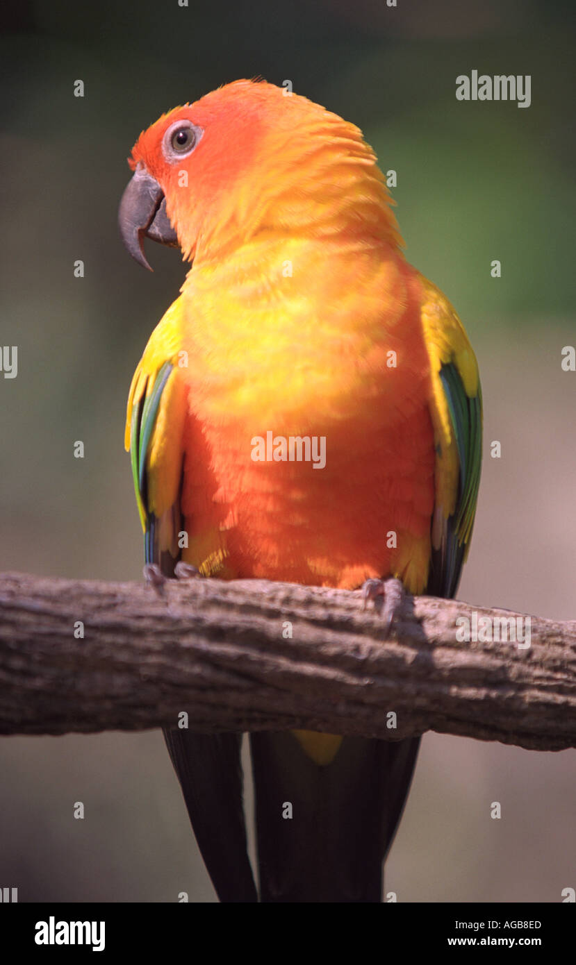 Sun Conure Parakeet Aratinga solstitialis Stock Photo - Alamy