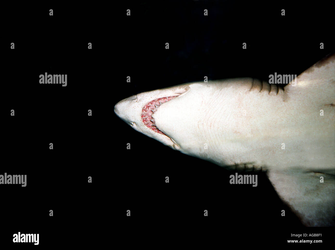 Shark danger peril hi-res stock photography and images - Alamy