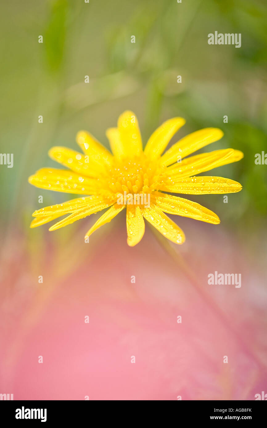 Yellow Marguerite Daisy Flowers Stock Photo - Alamy