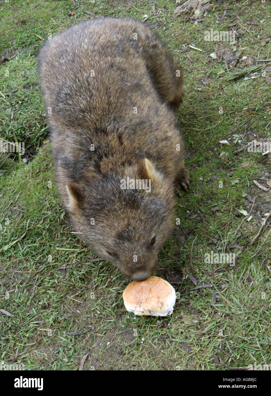 Portrait eating wombat hi-res stock photography and images - Alamy