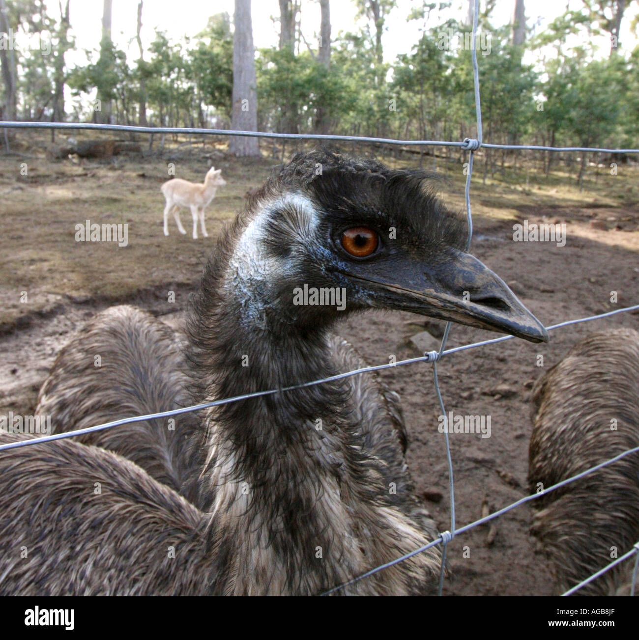 Emu deer hi-res stock photography and images - Alamy