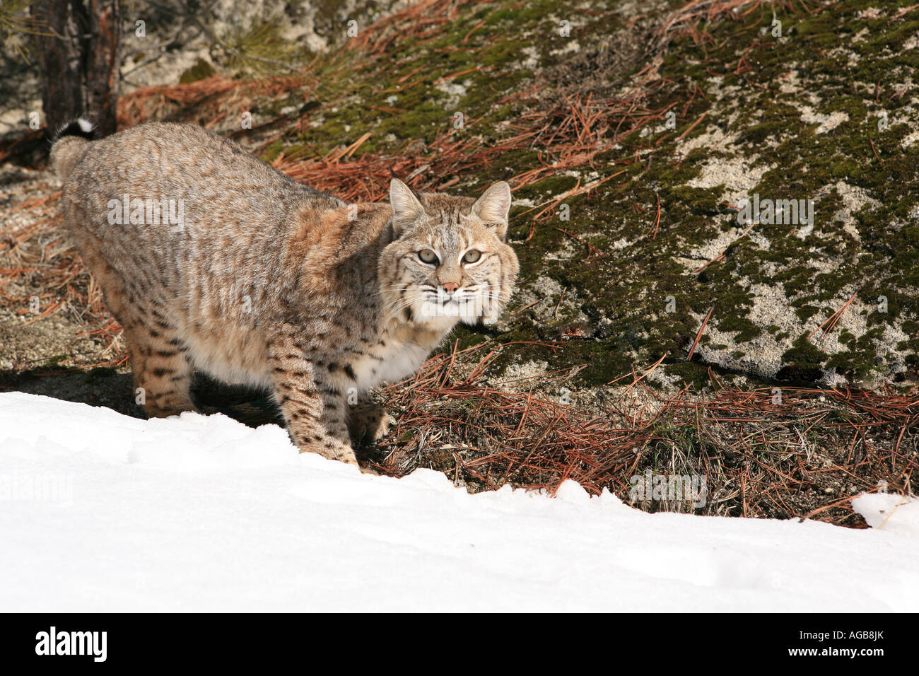 North American bobcat in the snow Stock Photo - Alamy
