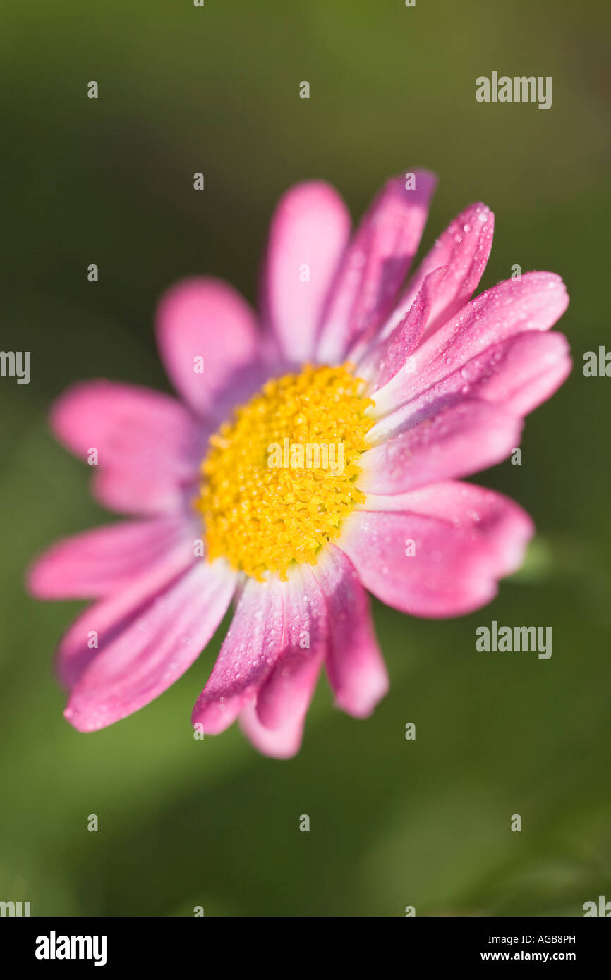 Pink Marguerite Daisy Flower Stock Photo - Alamy