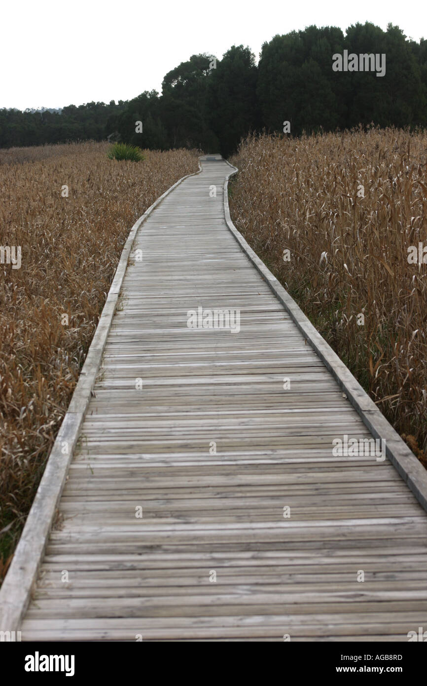 TIMBER PATHWAY THROUGH WETLAND VERTICAL BAPDB8674 Stock Photo - Alamy