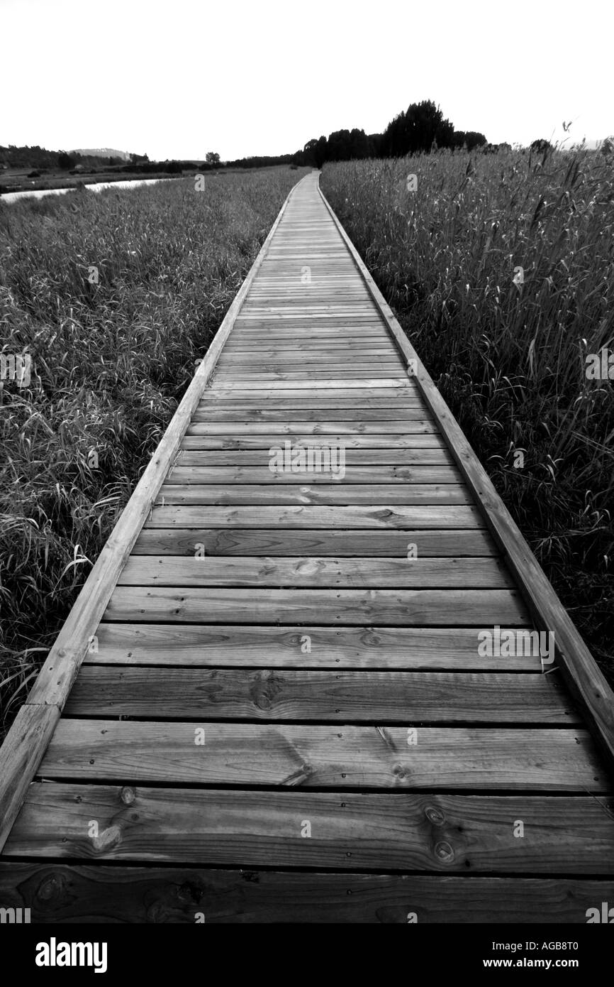 TIMBER PATHWAY THROUGH WETLAND BLACK AND WHITE VERTICAL BAPDB8677 Stock ...