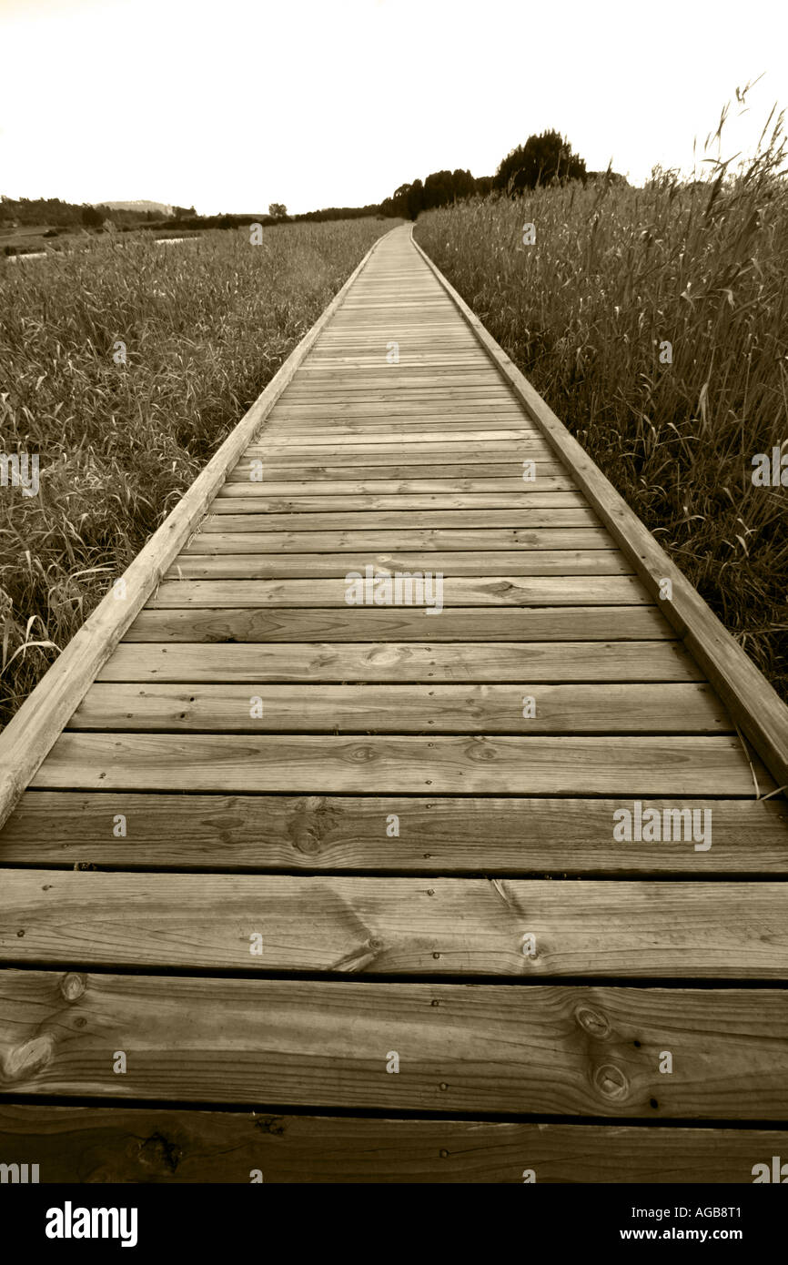 TIMBER PATHWAY THROUGH WETLAND SEPIA TONE VERTICAL BAPDB8678C Stock ...