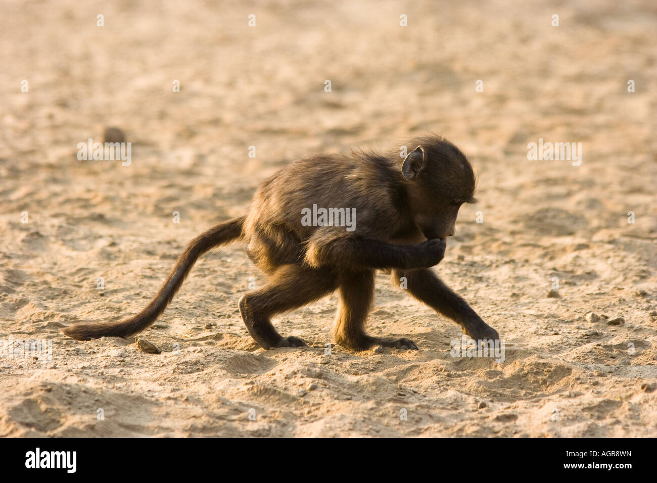 Young baboon picks food from the ground Stock Photo - Alamy
