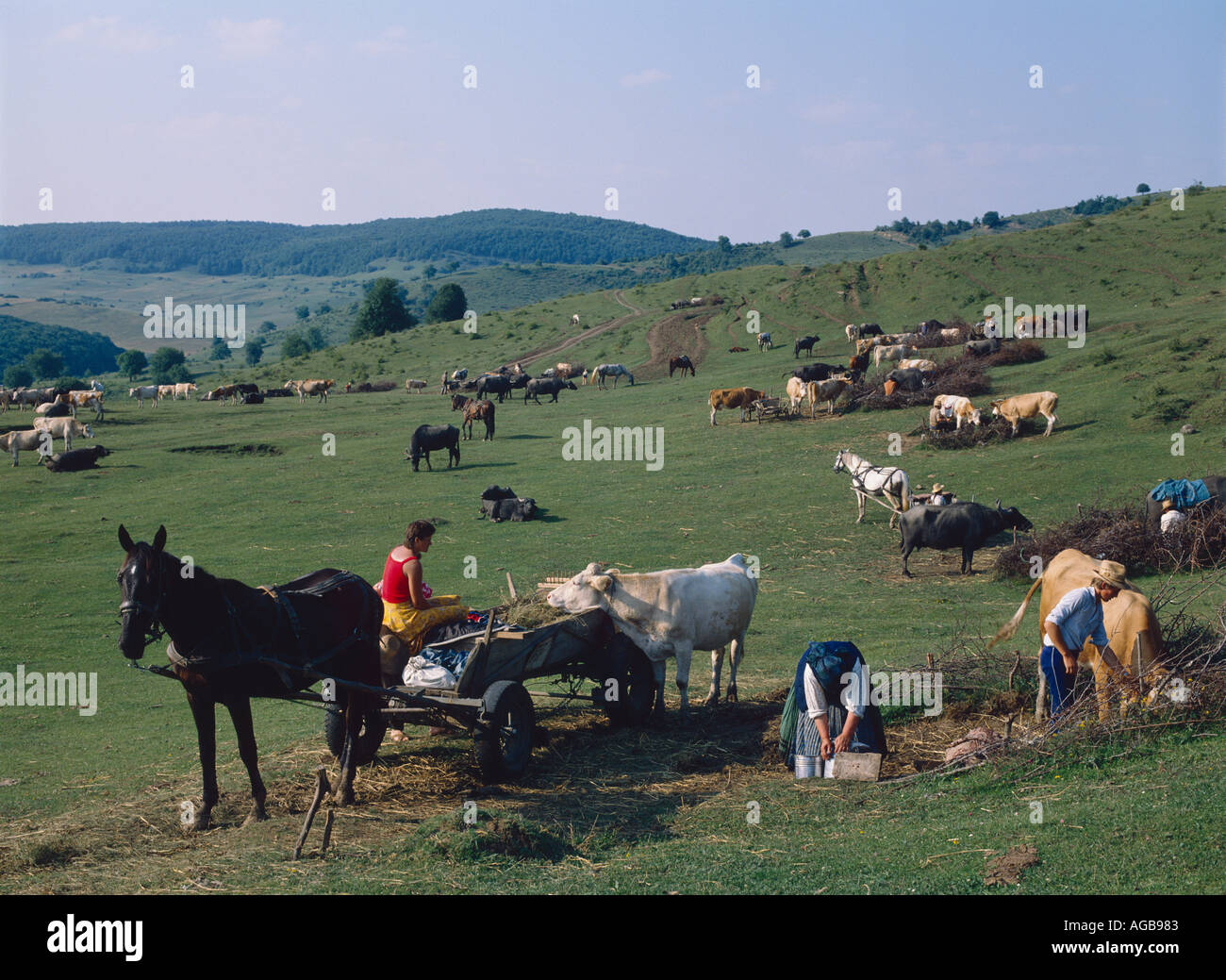 Transylvania local farmers with horses and carts cattle and other ...