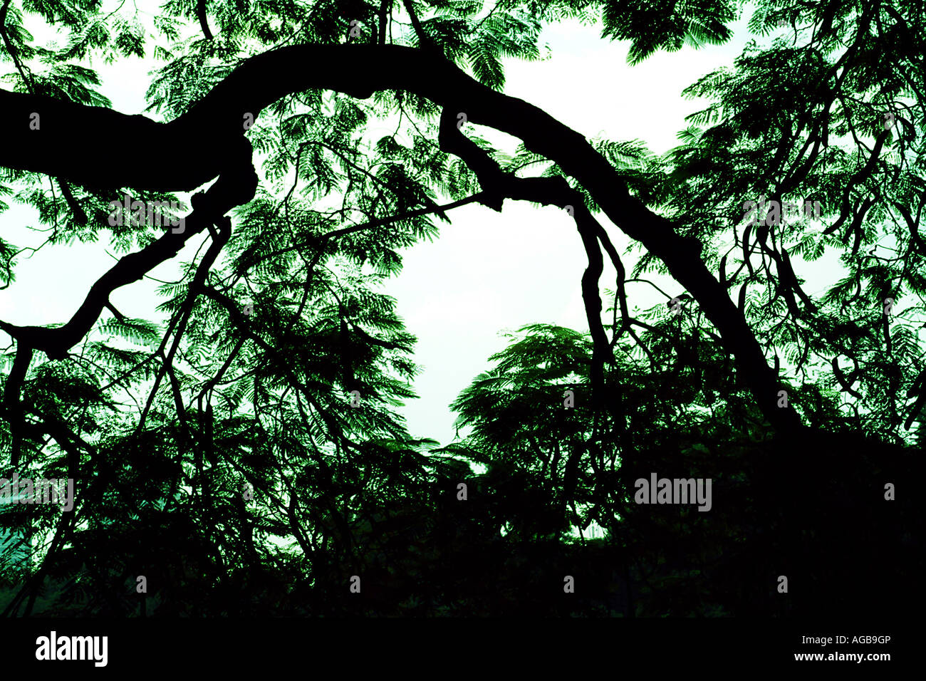 Tree in Hanoi Vietnam Stock Photo - Alamy