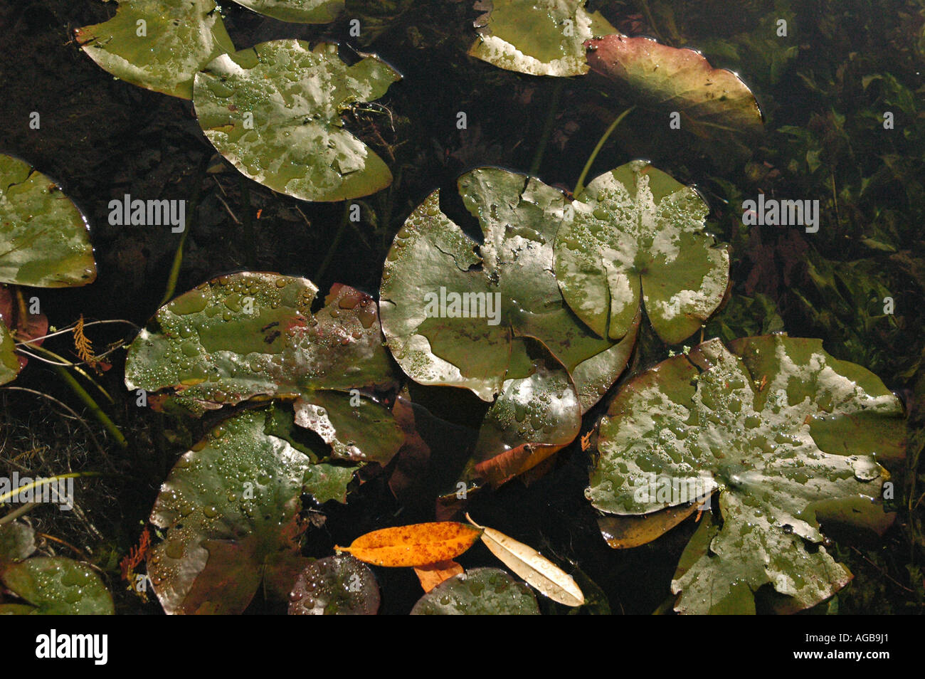 Lily pads floating in a pond Stock Photo - Alamy
