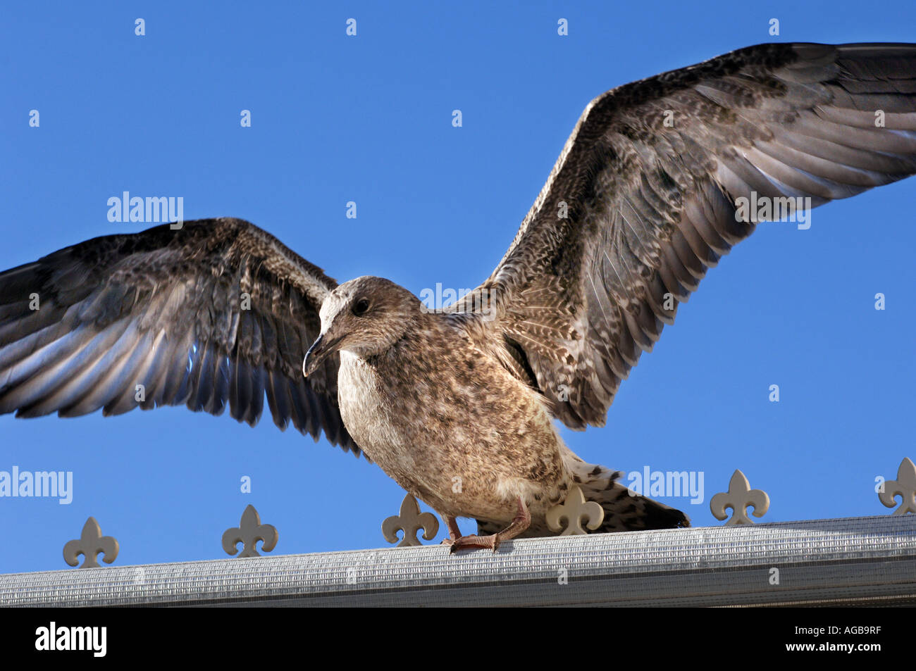 British seagull hi-res stock photography and images - Alamy