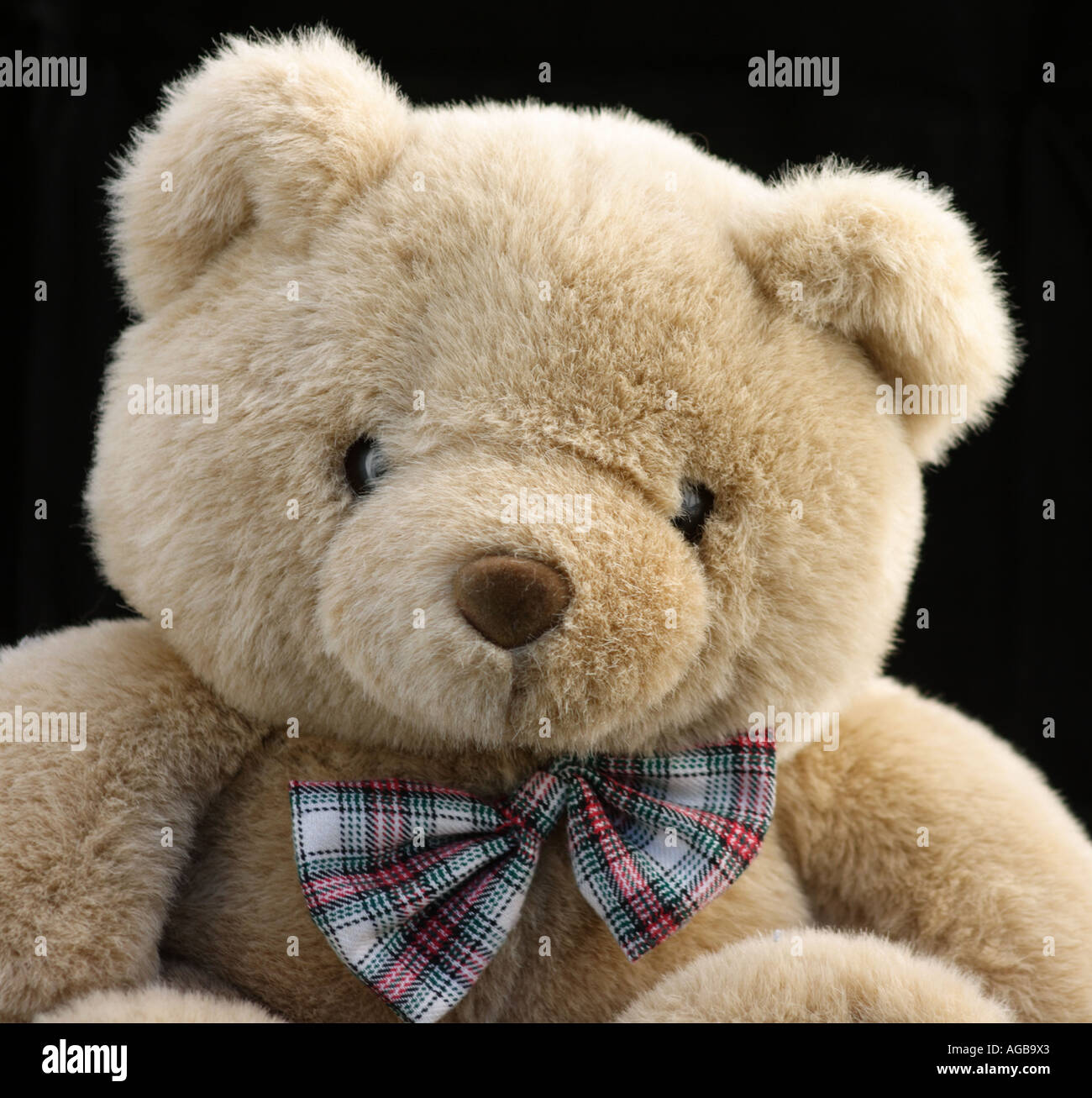 HEAD AND SHOULDERS TEDDY BEAR SQUARE FORMAT BLACK BACKGROUND BAPDB8169 ...
