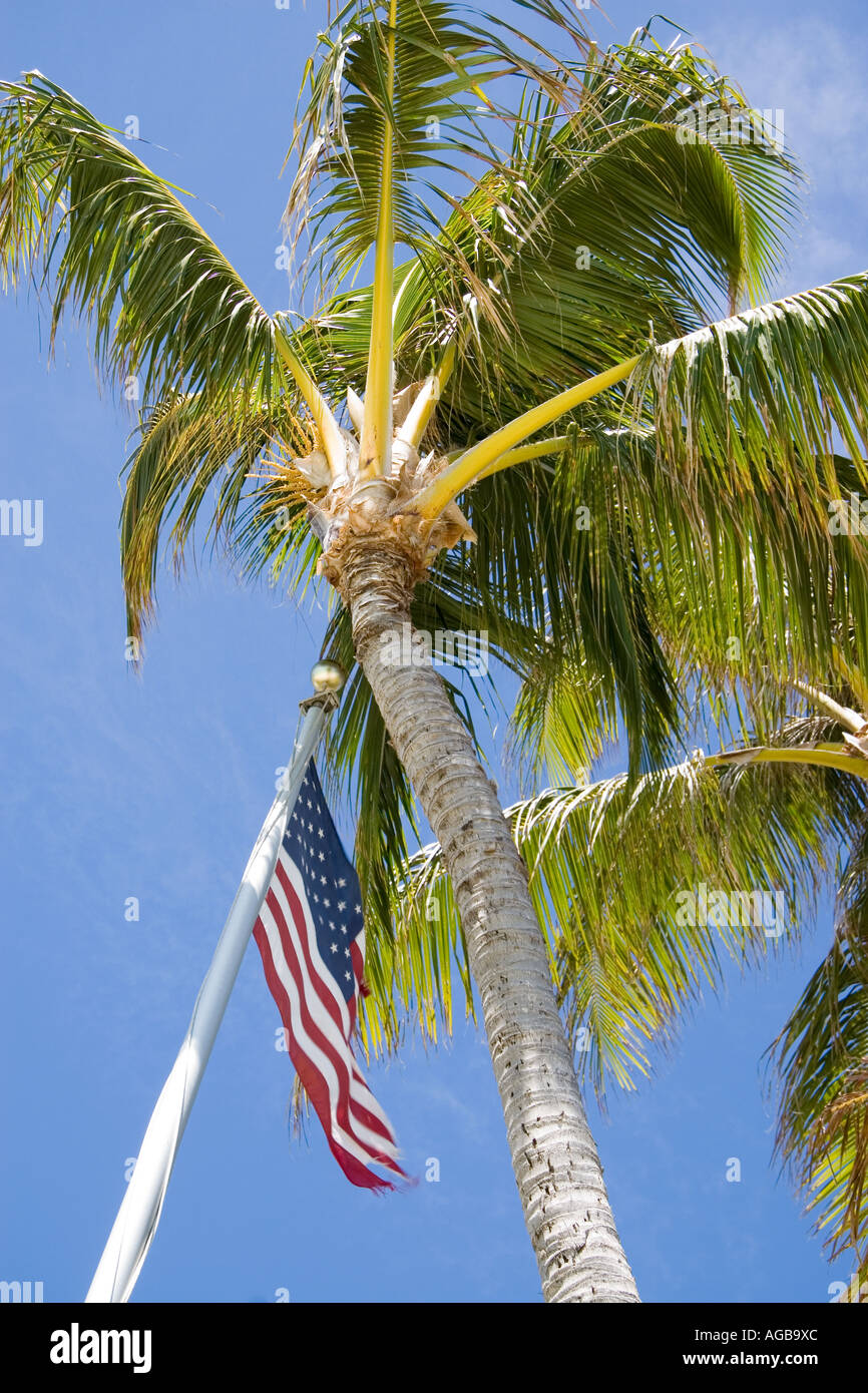 Coconut tree with American flag Stock Photo - Alamy