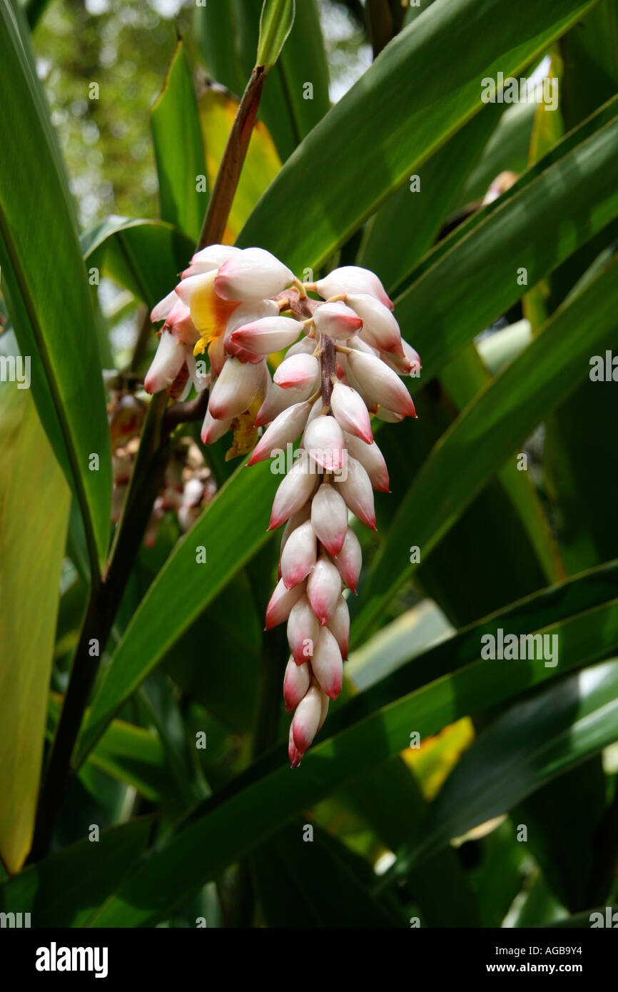 Shell ginger (Alpinia zerumbet) or shellflower Hawaii Stock Photo - Alamy