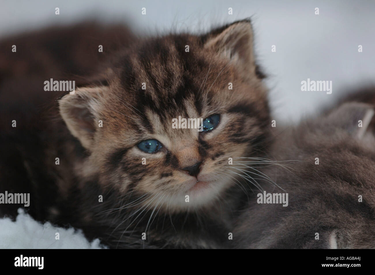 3 week old kitten hi-res stock photography and images - Alamy