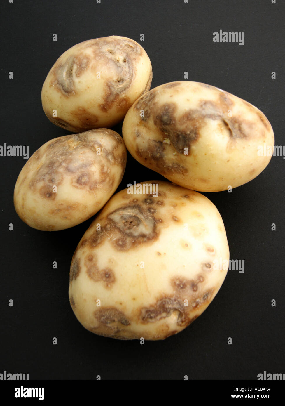 Rotten potatoe hi-res stock photography and images - Alamy