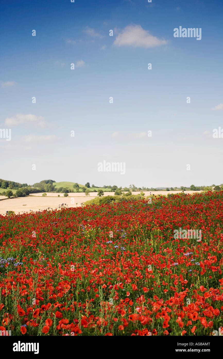 Wildflower corridor poppy hi-res stock photography and images - Alamy