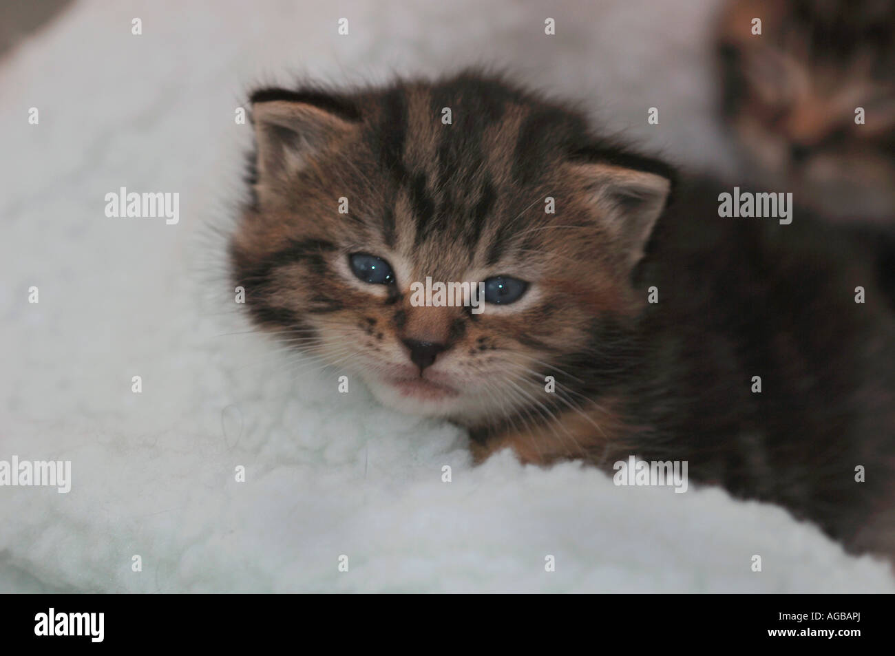 3 Week Old Kitten Stock Photo - Alamy