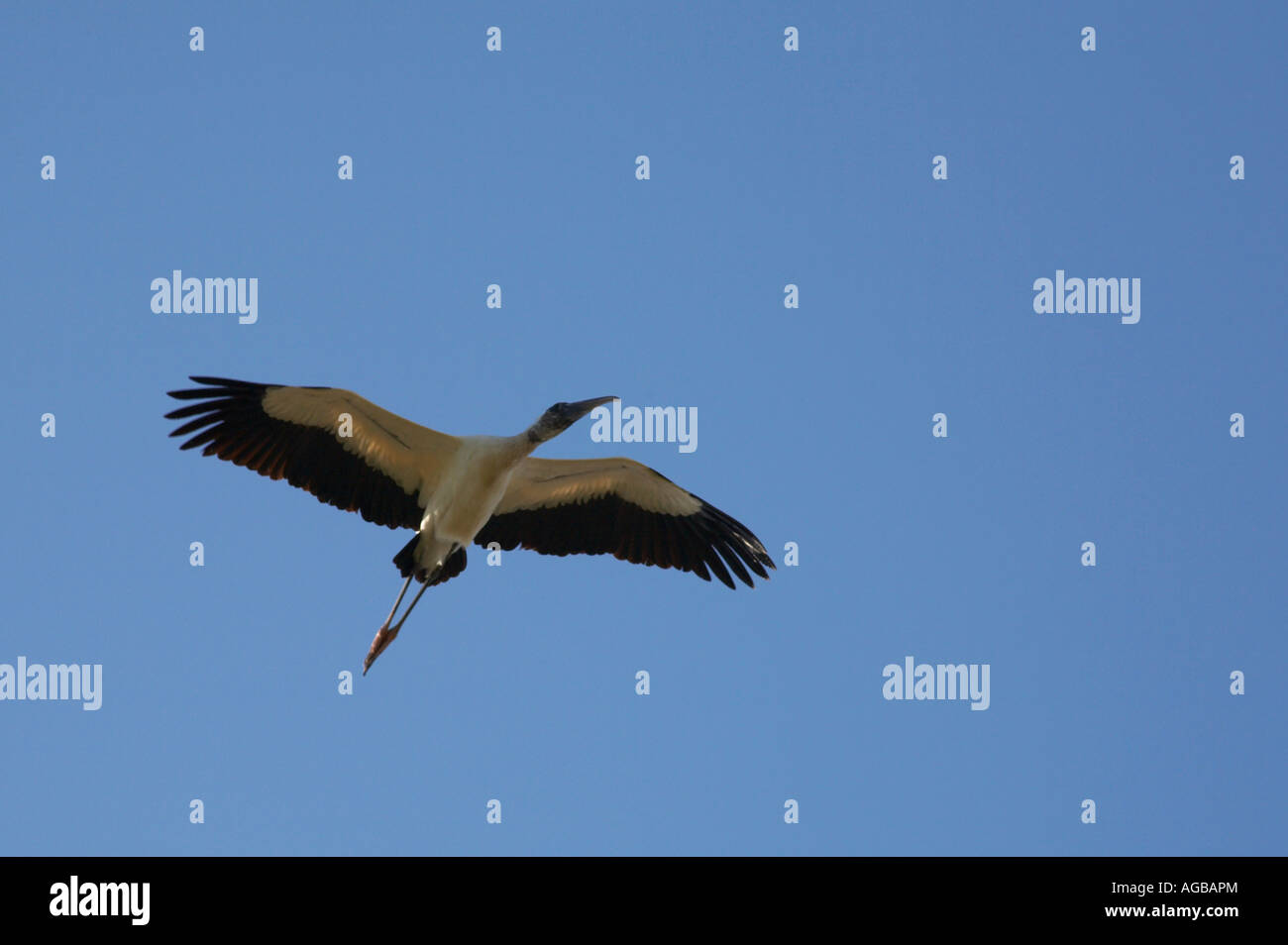 Wood Stork Mycteria americana flying southwestern Florida Stock Photo ...