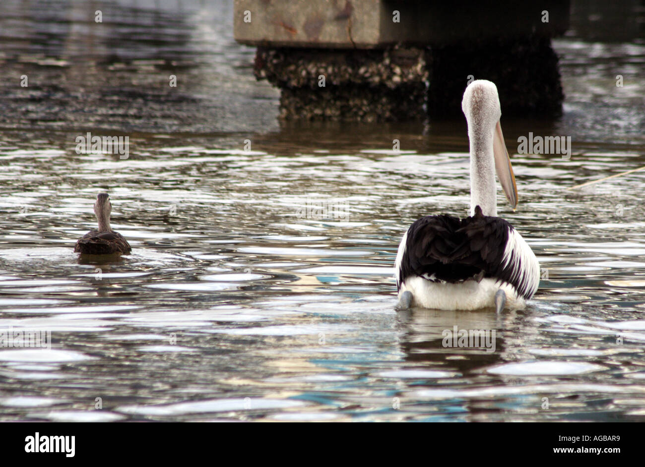 A PELICAN AND A DUCK SWIMMING AWAY BAPDA8373 Stock Photo - Alamy
