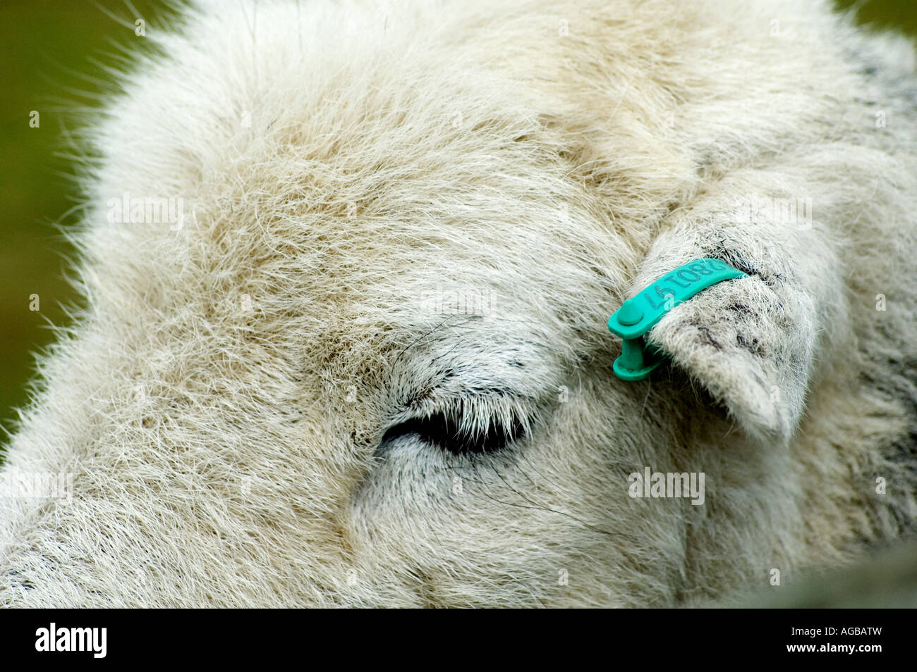 A close up of a sheeps eye Stock Photo - Alamy