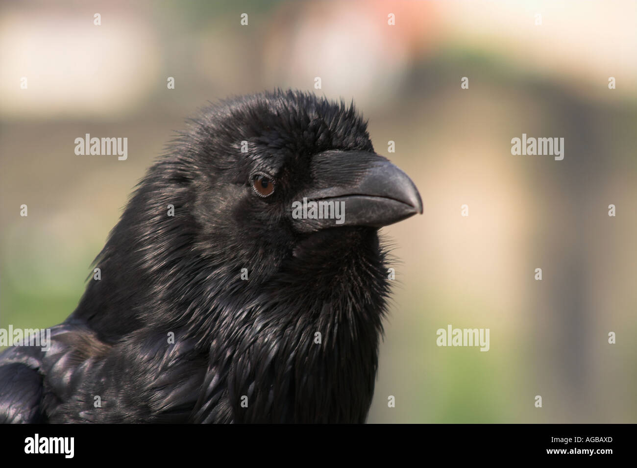 Ravens glossy feathers hi-res stock photography and images - Alamy