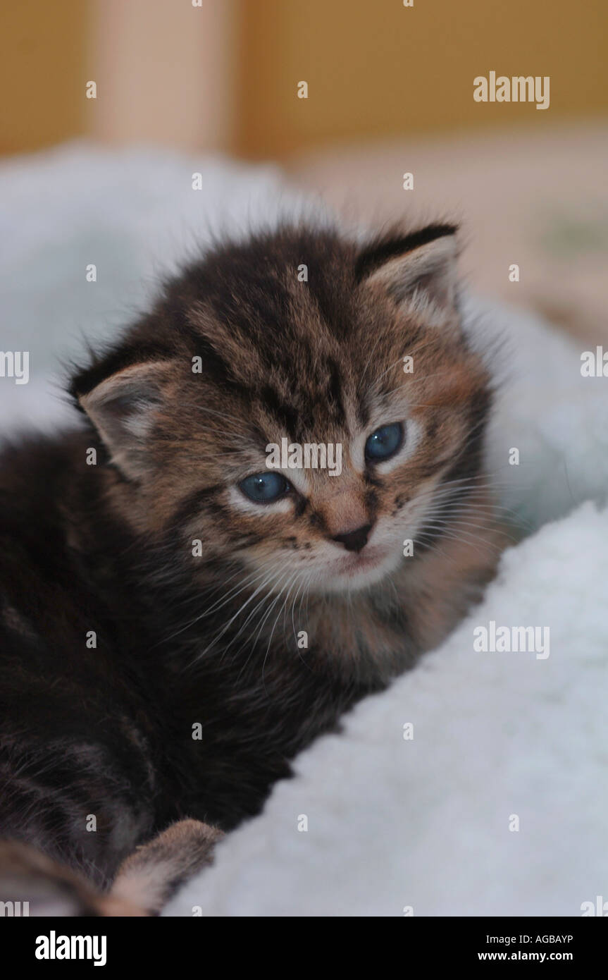 3 Week Old Kitten Stock Photo - Alamy