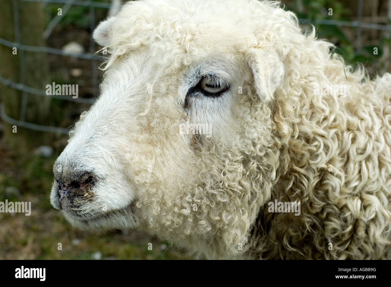 A picture of a sheeps head Stock Photo - Alamy