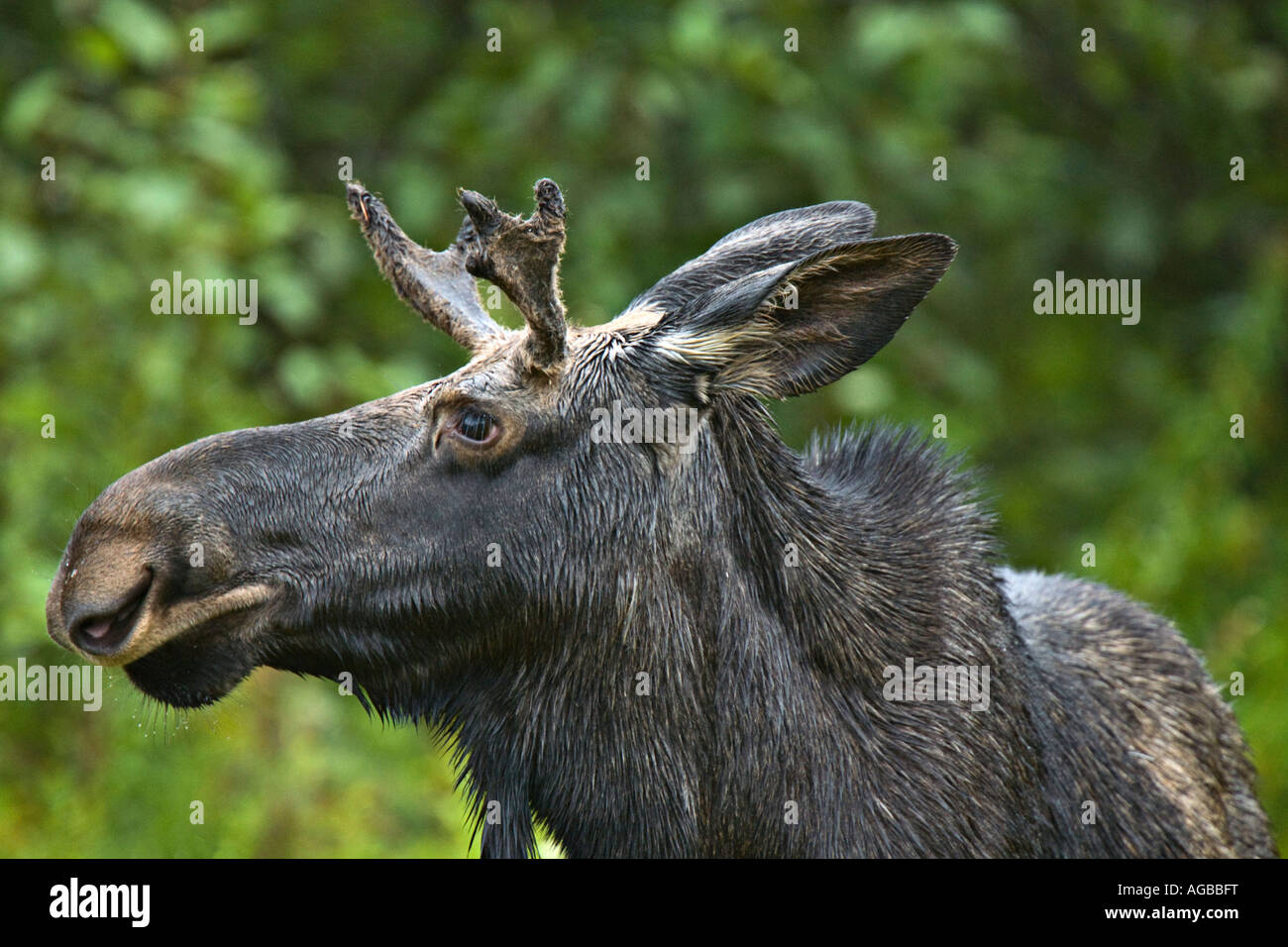 Moose (Alces alces Stock Photo - Alamy