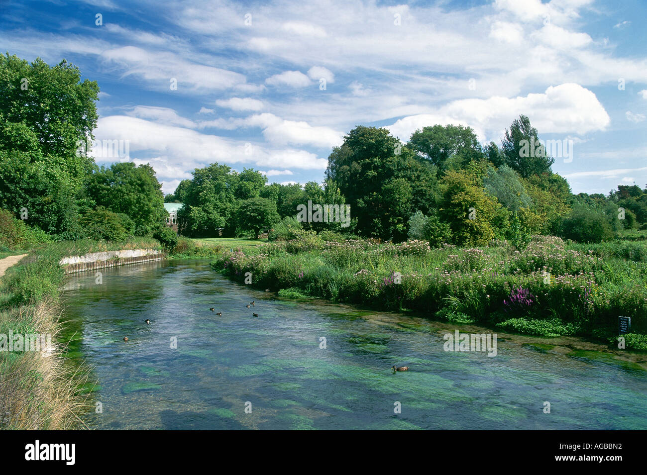 River Itchen flowing through Watermeadows at Winchester Stock Photo - Alamy