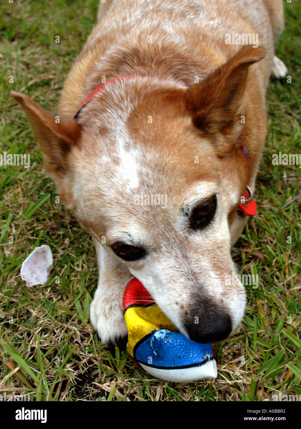 Bitza High Resolution Stock Photography and Images - Alamy