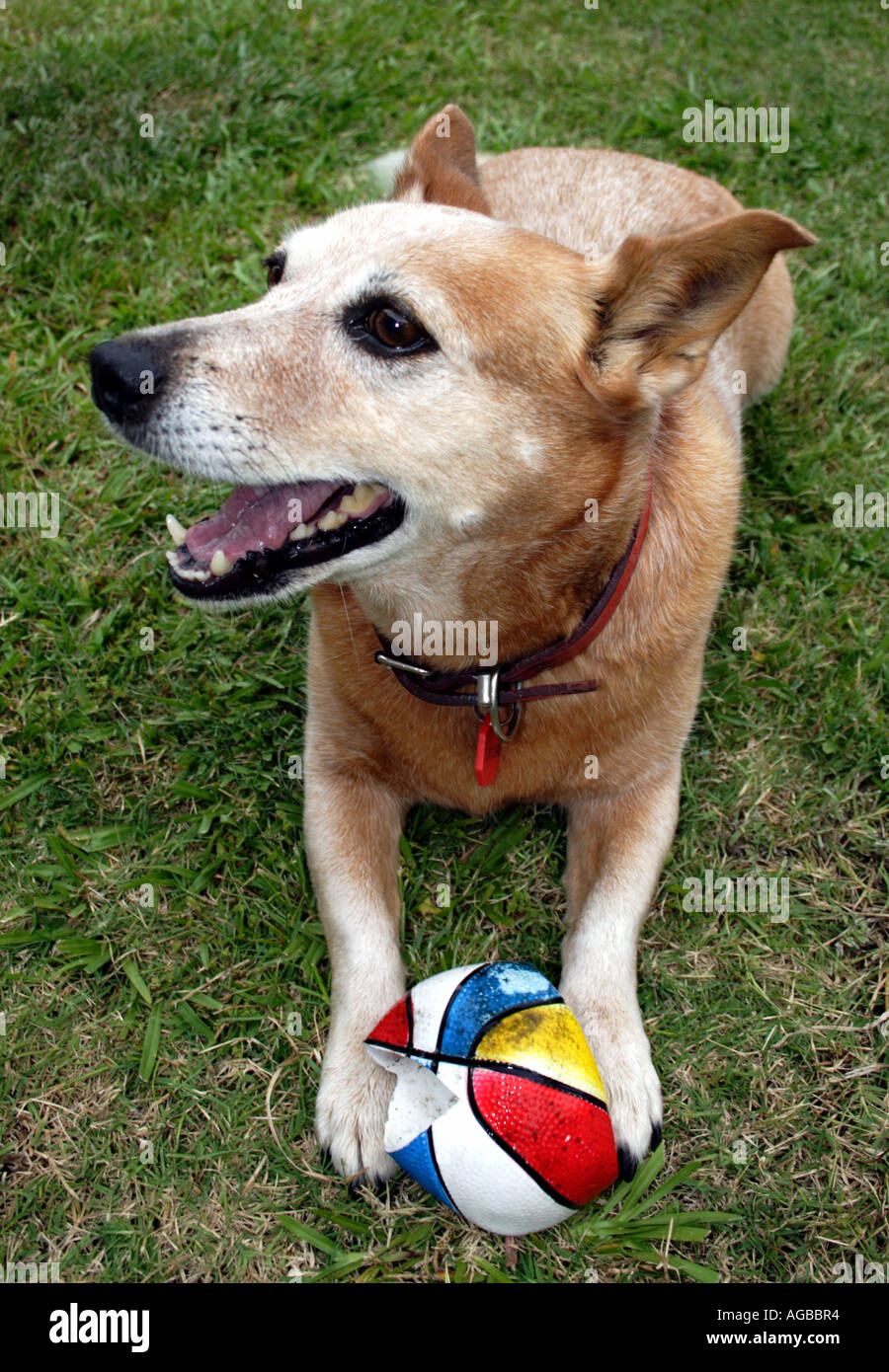 A RED CATTLE DOG PLAYING WITH A BALL BAPDb8360 Stock Photo - Alamy