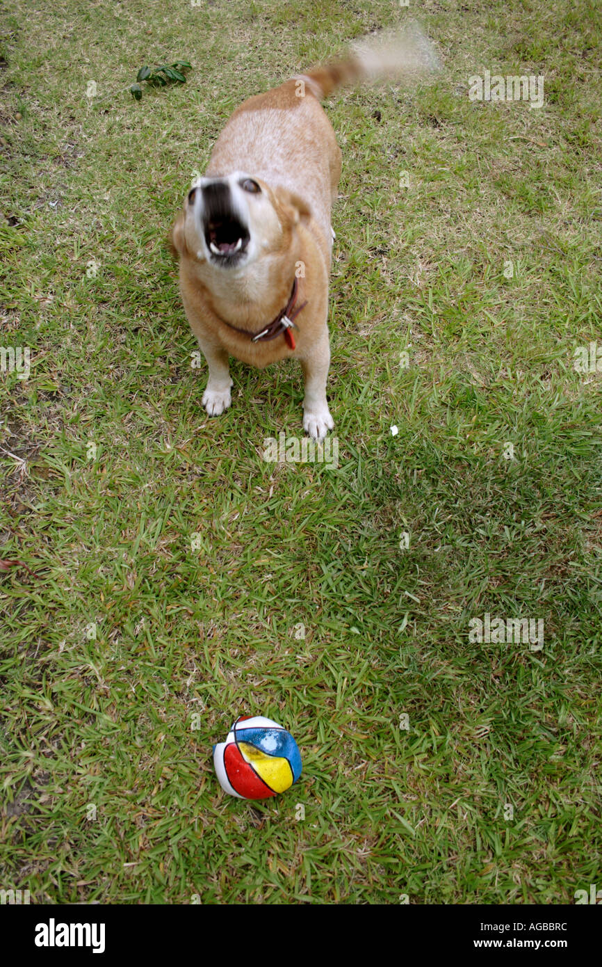Cattle dog barking hi-res stock photography and images - Alamy