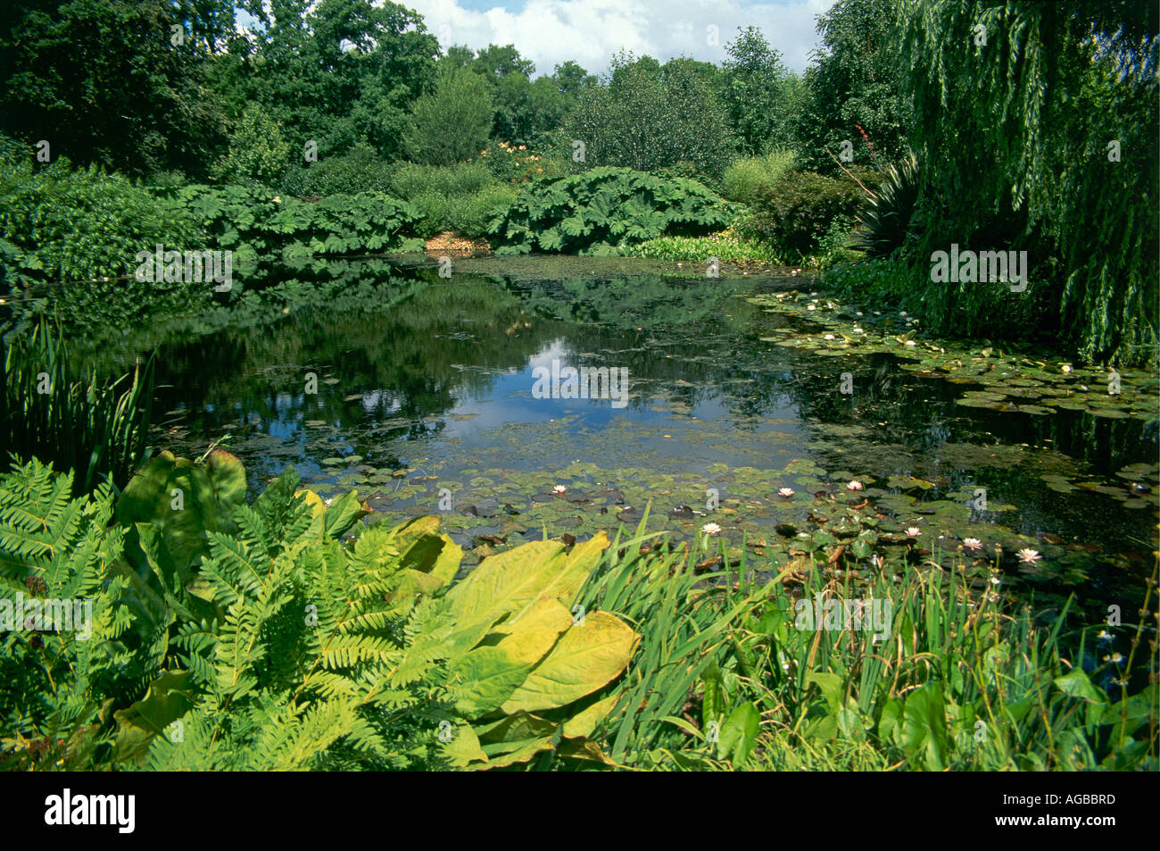 Lily pond in grounds at RHS Garden Rosemoor Stock Photo - Alamy
